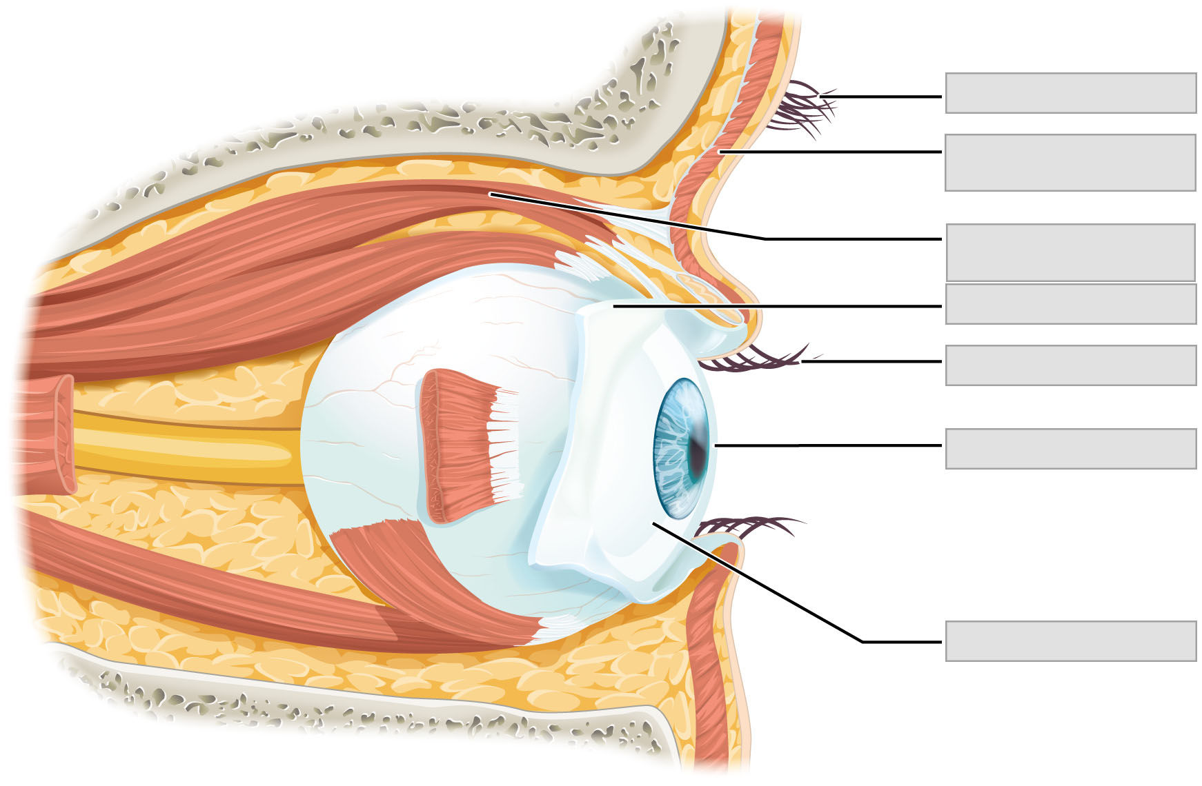Sensory Systems – Medical Terminology Student Companion