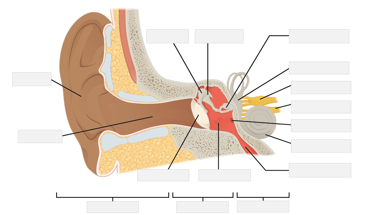 Sensory Systems – Medical Terminology Student Companion